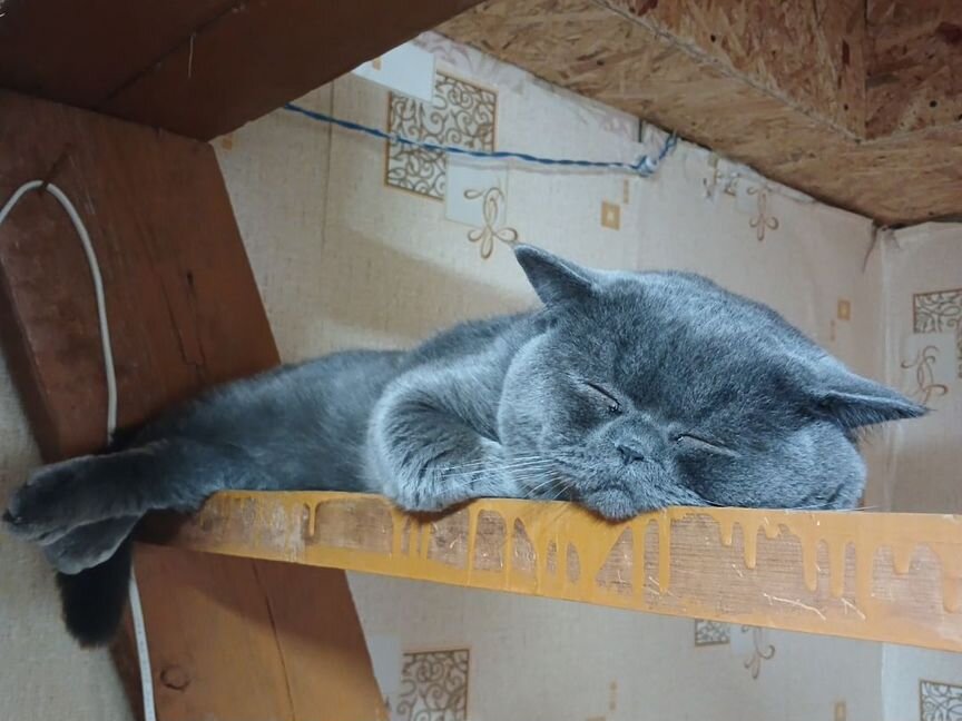 Шикарный голубой британский котик