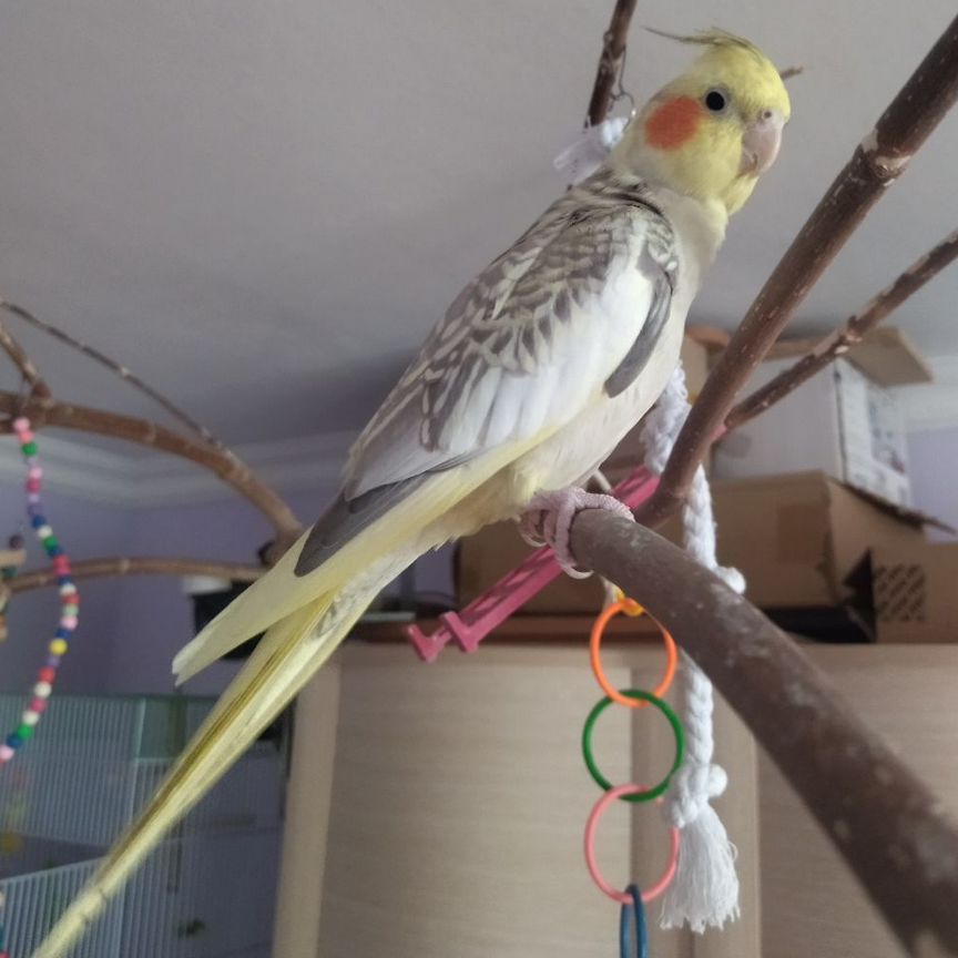 Попугай Корелла самка