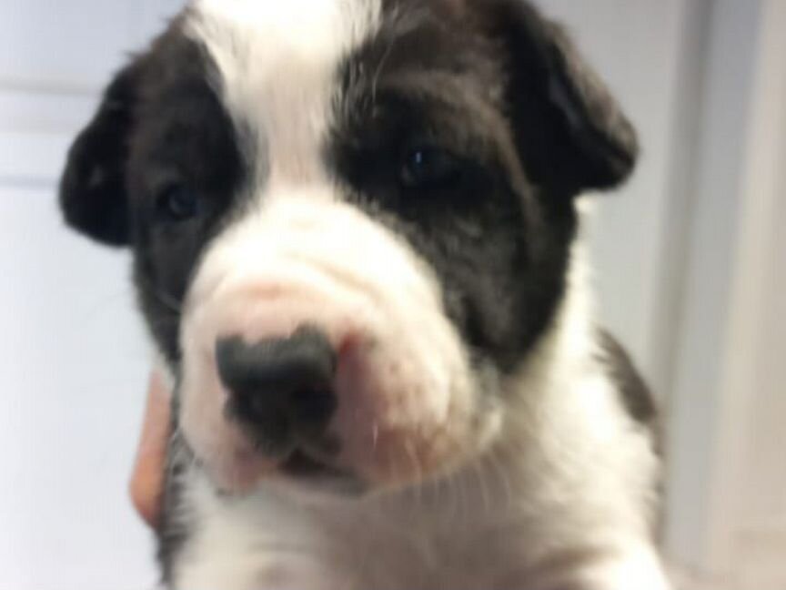 Щенки алабая