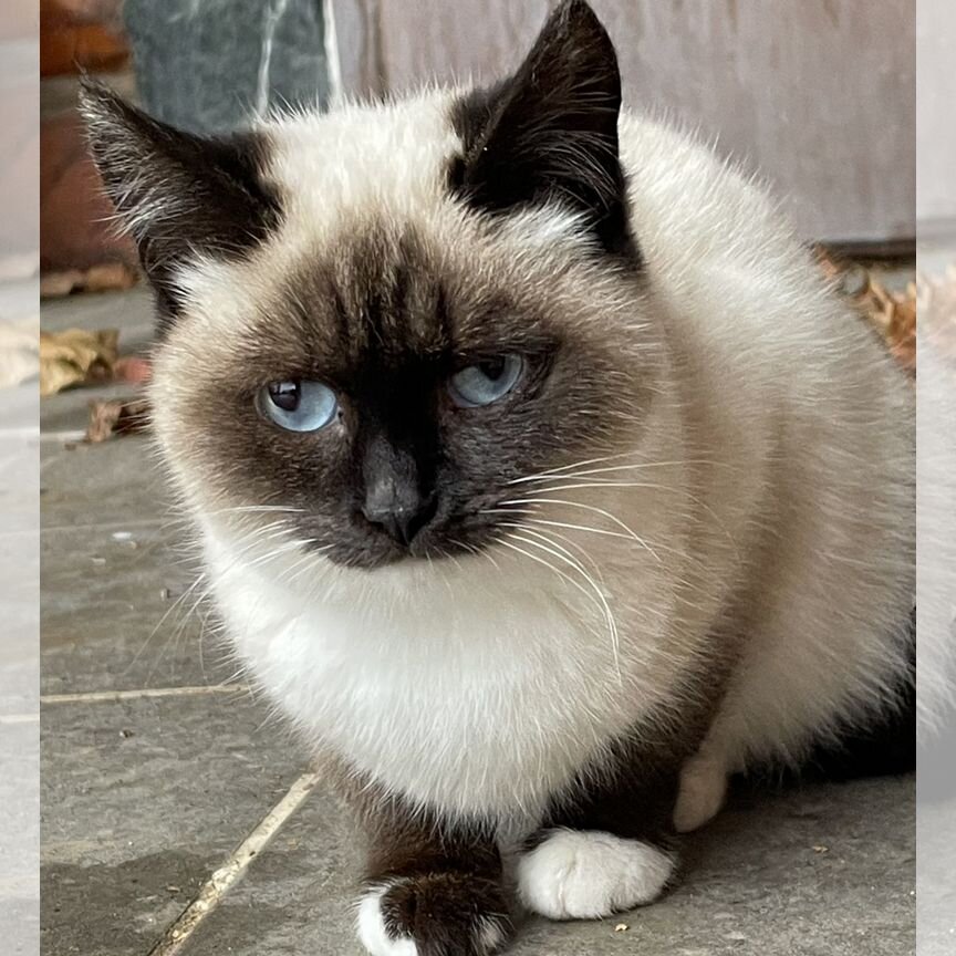 Бирманский котёнок