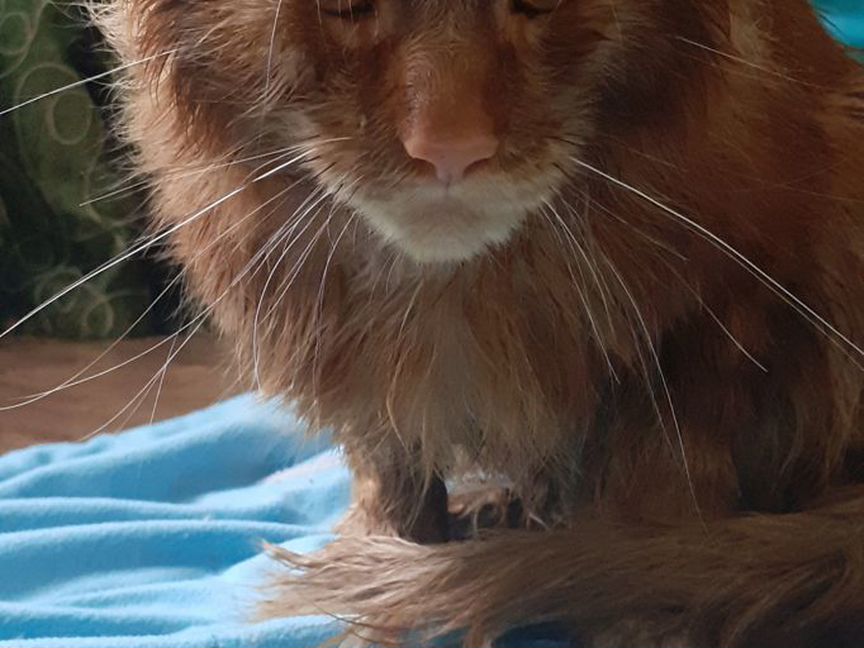 Домашние животные