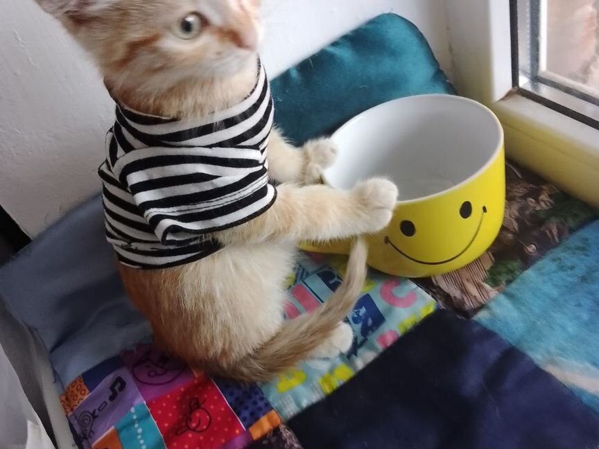 Коточек муркоточек отдам в хорошие руки
