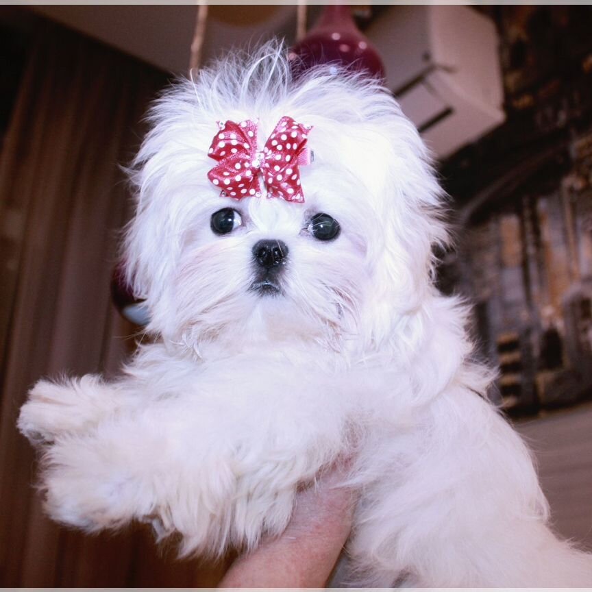 Мальтийская болонка, щенок