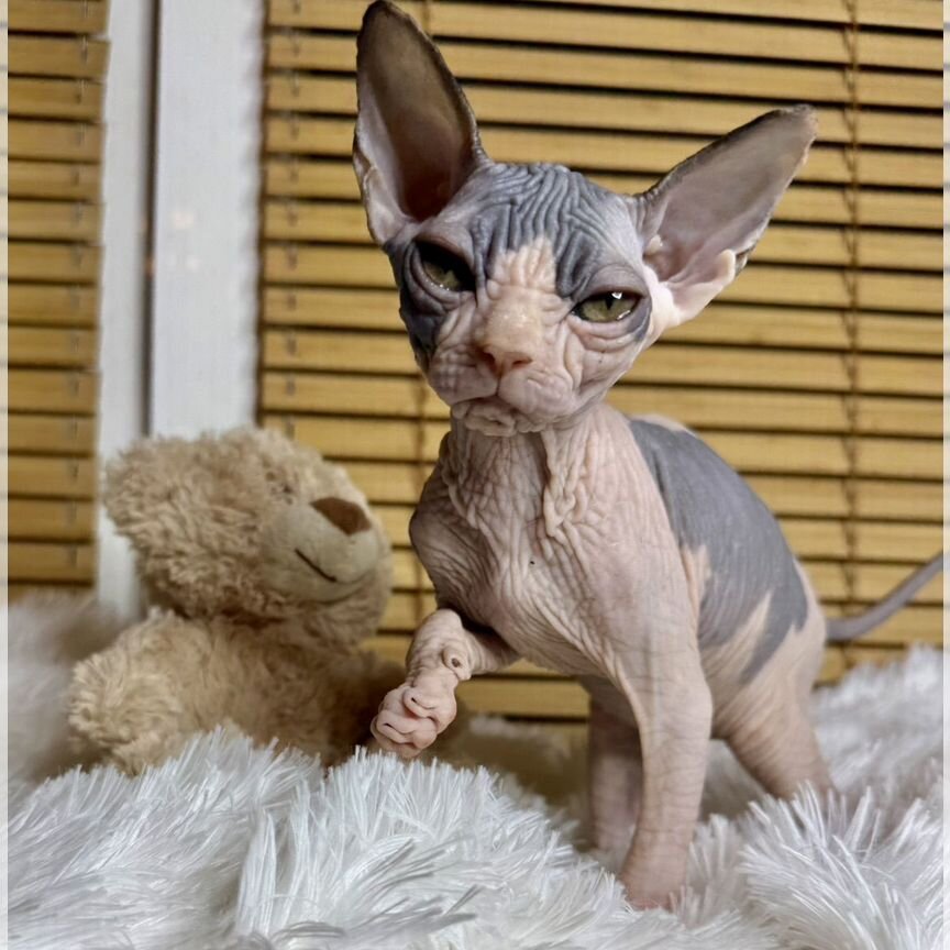 Канадский сфинкс котёнок