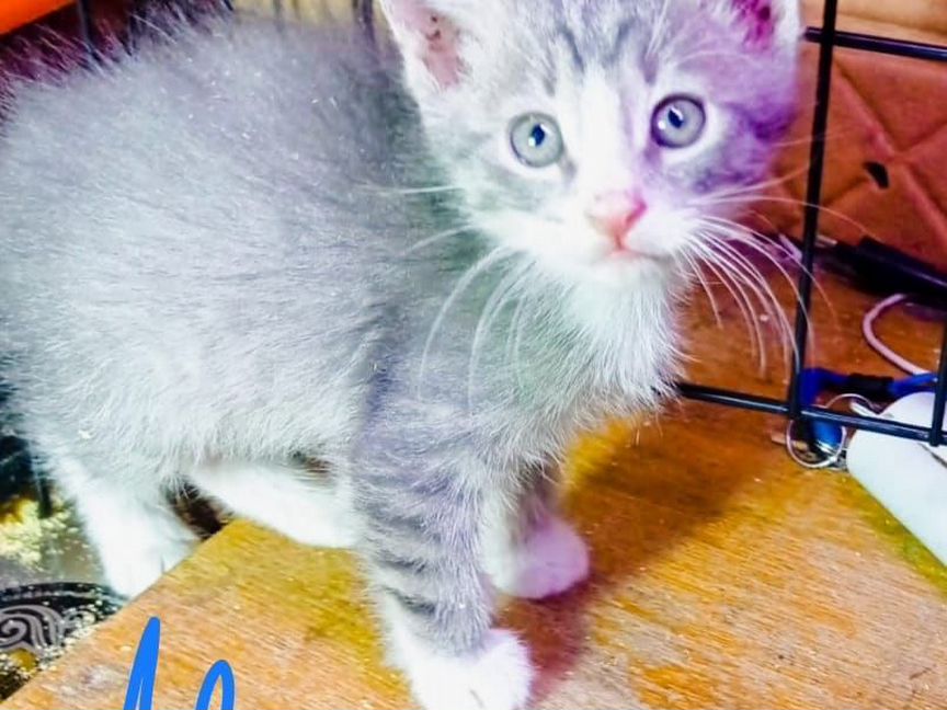 Котята с кошкой со стройки дымчатые,полосатые