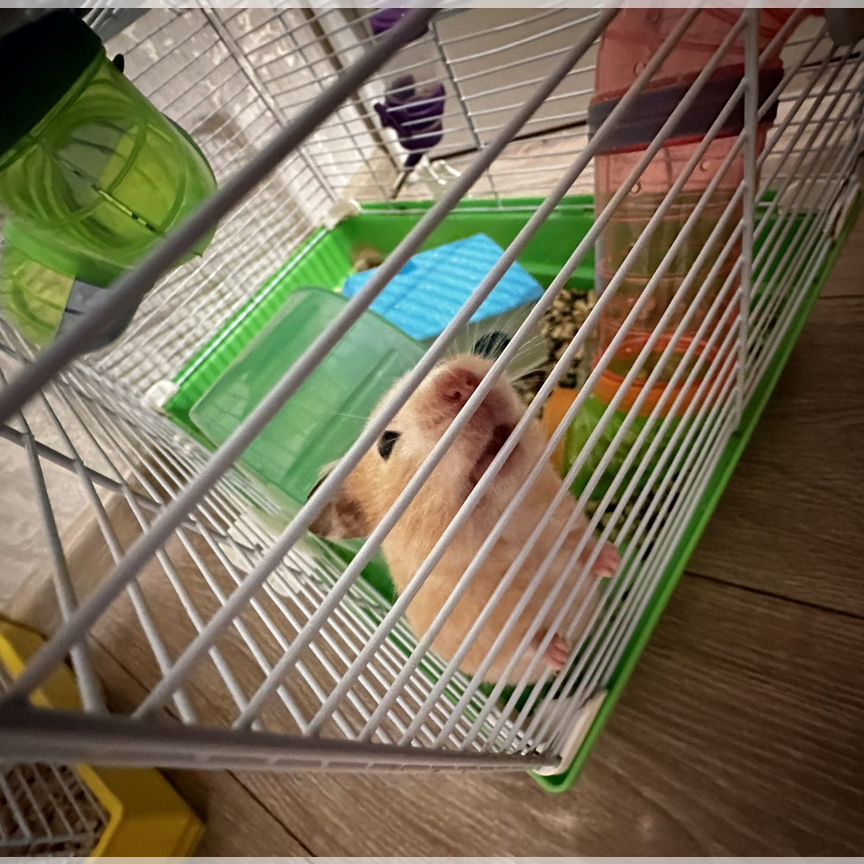 Клетка для грызунов большая