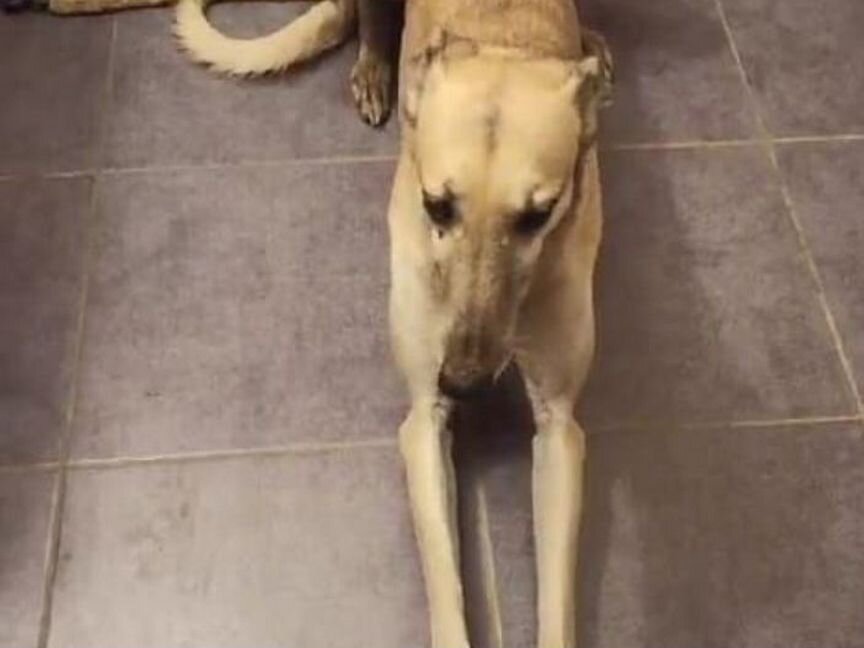 Собака хортая борзая