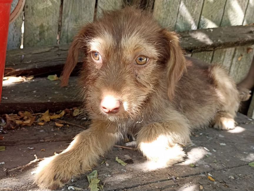 Щенок девочка, мама Бородач