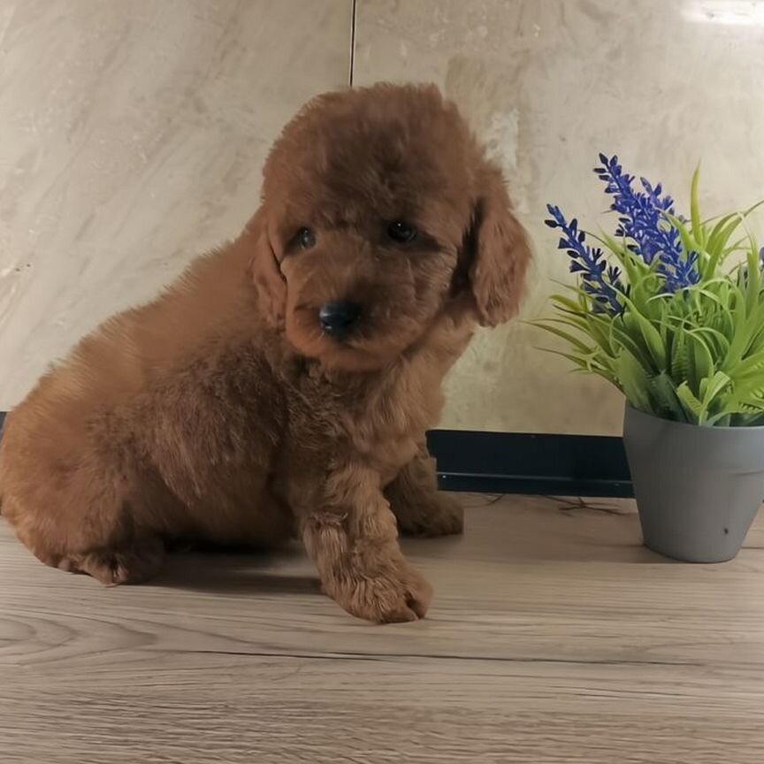 Той-пудель, щенок