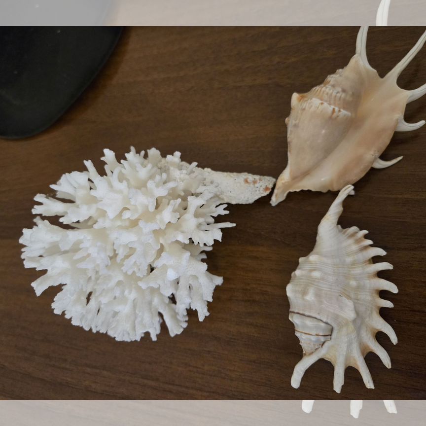 Морские кораллы