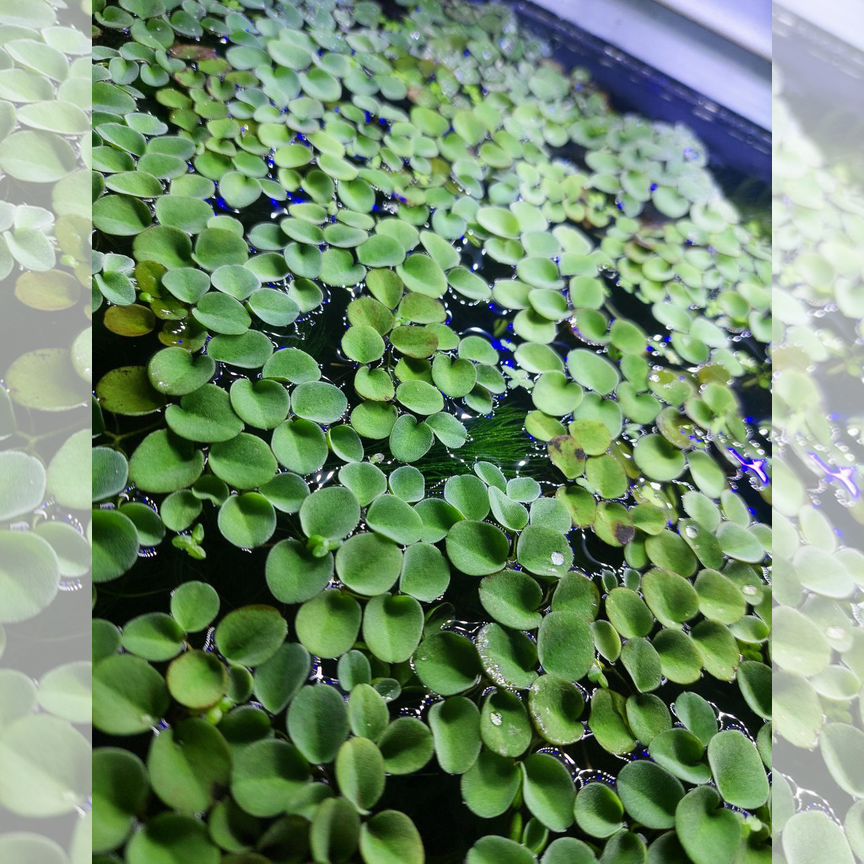 Аквариумные растения прополка