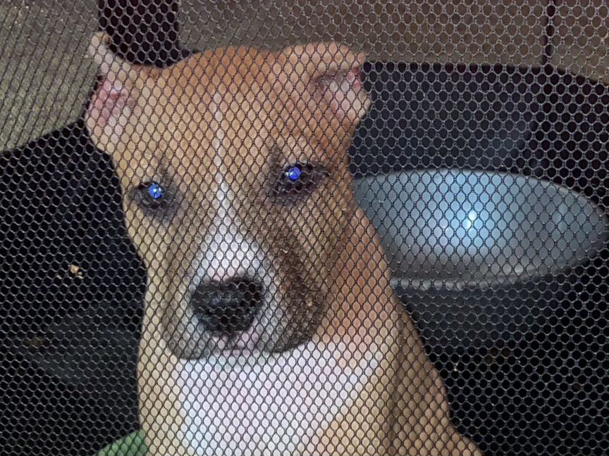 Щенки стаффорда