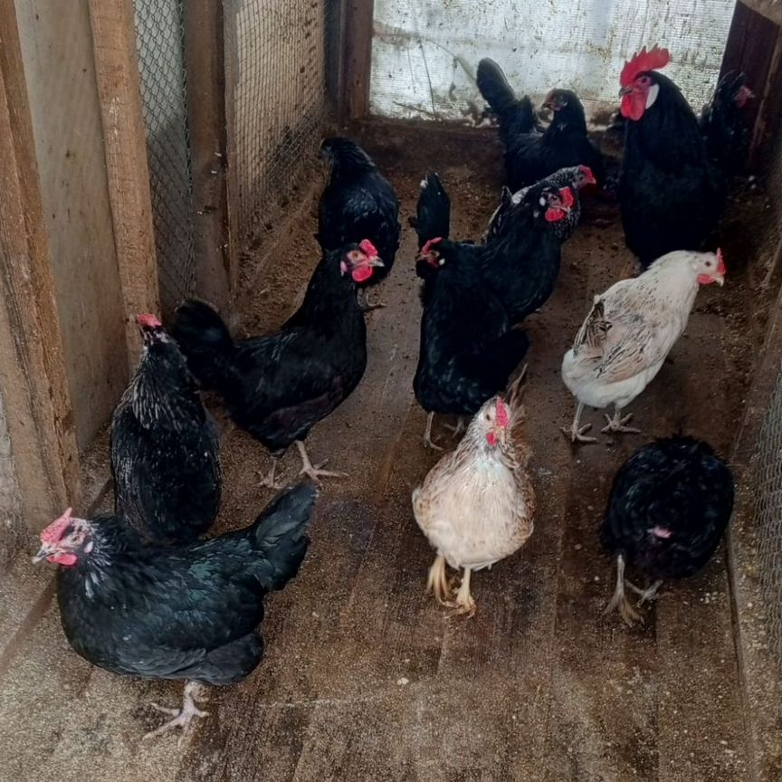 Куры несушки