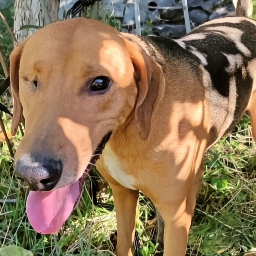 Эстонская гончая, взрослый пёс