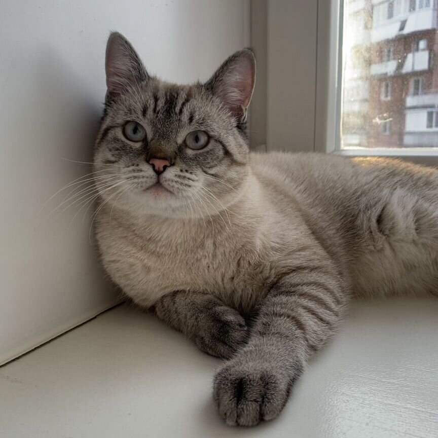 Отдам кота в добрые руки