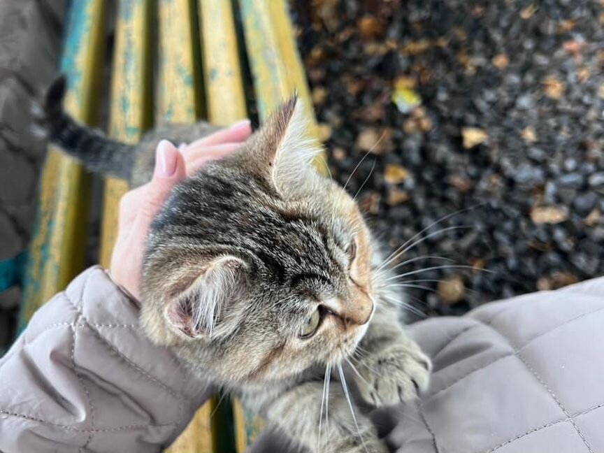 Котенок подросток