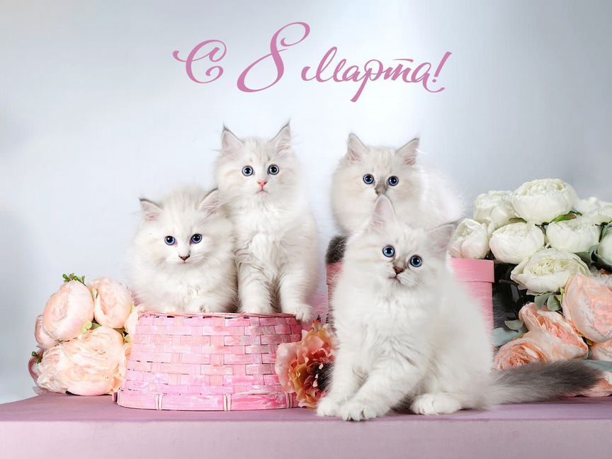 Невские маскарадные котята