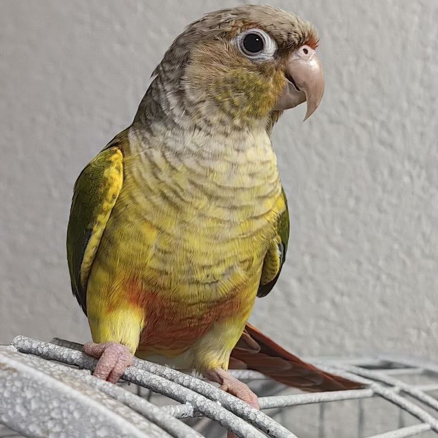 Попугай пиррура птенец