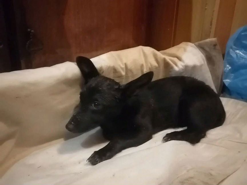 Пристрой в добрые руки щенка