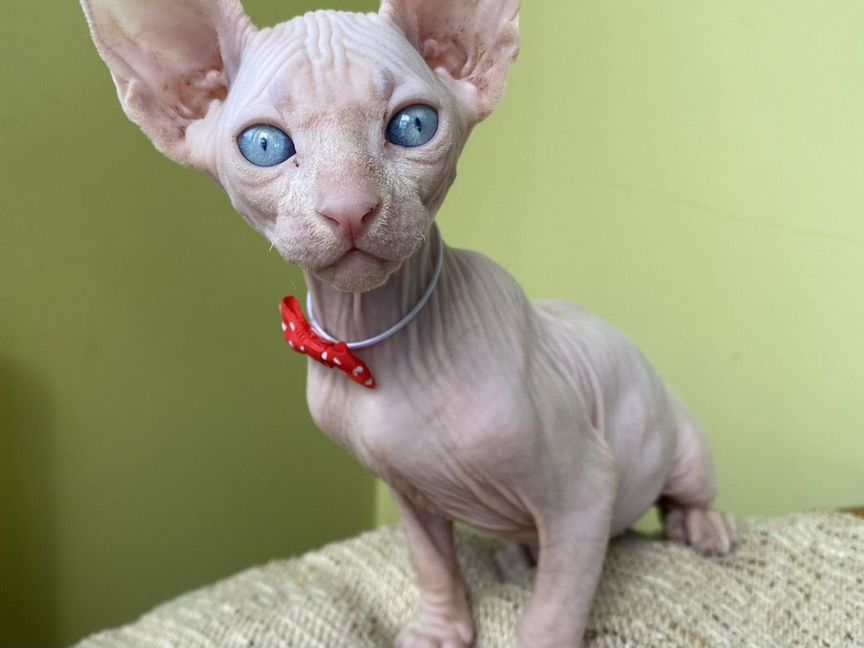 Канадский сфинкс котенок