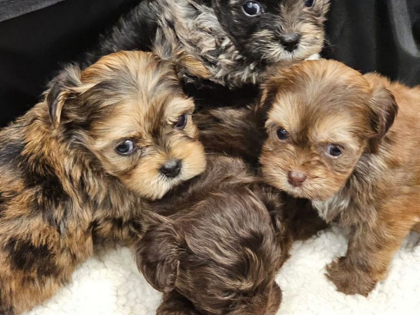 Мальтипу до 2 кг