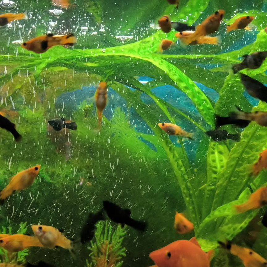 Аквариумные рыбки