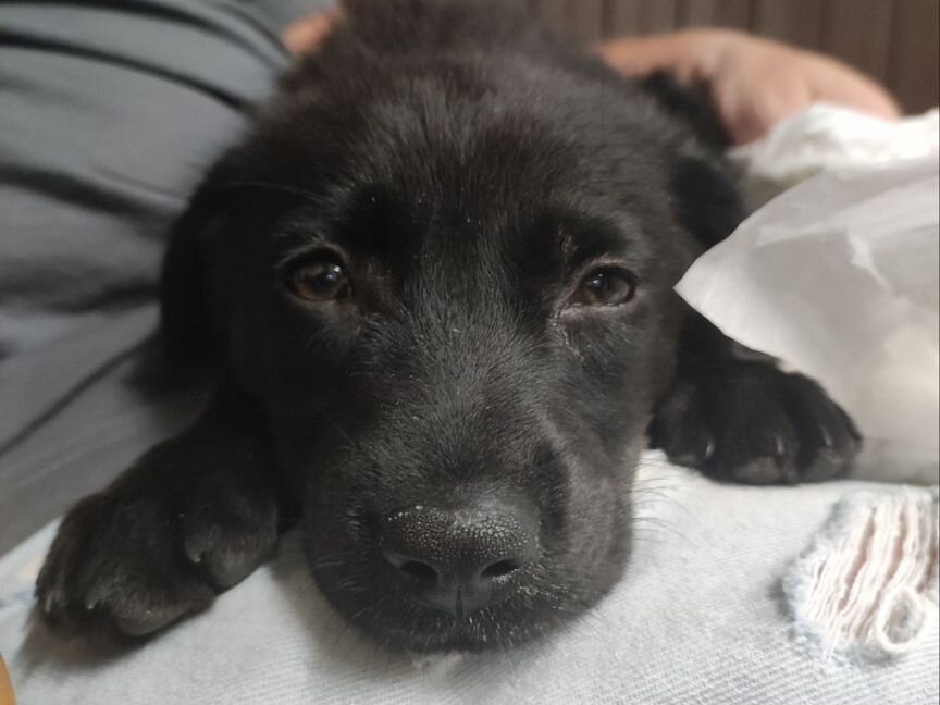 Прелестная девочка 2 месяца