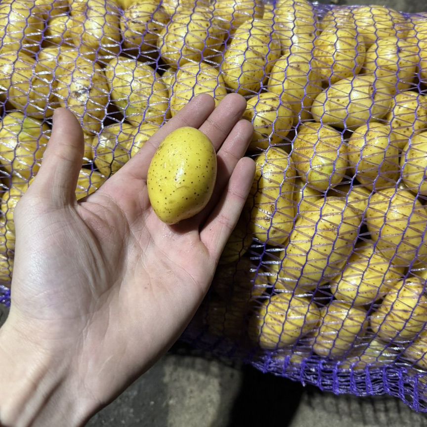 Картошка для животных