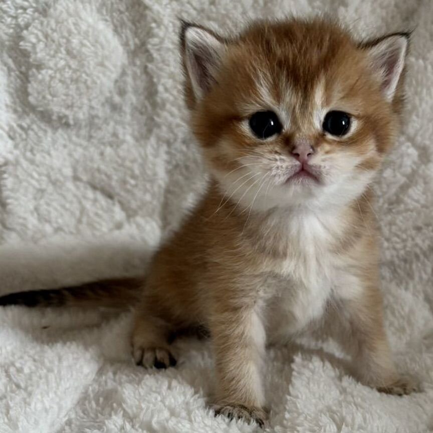 Бритаснкие котятки