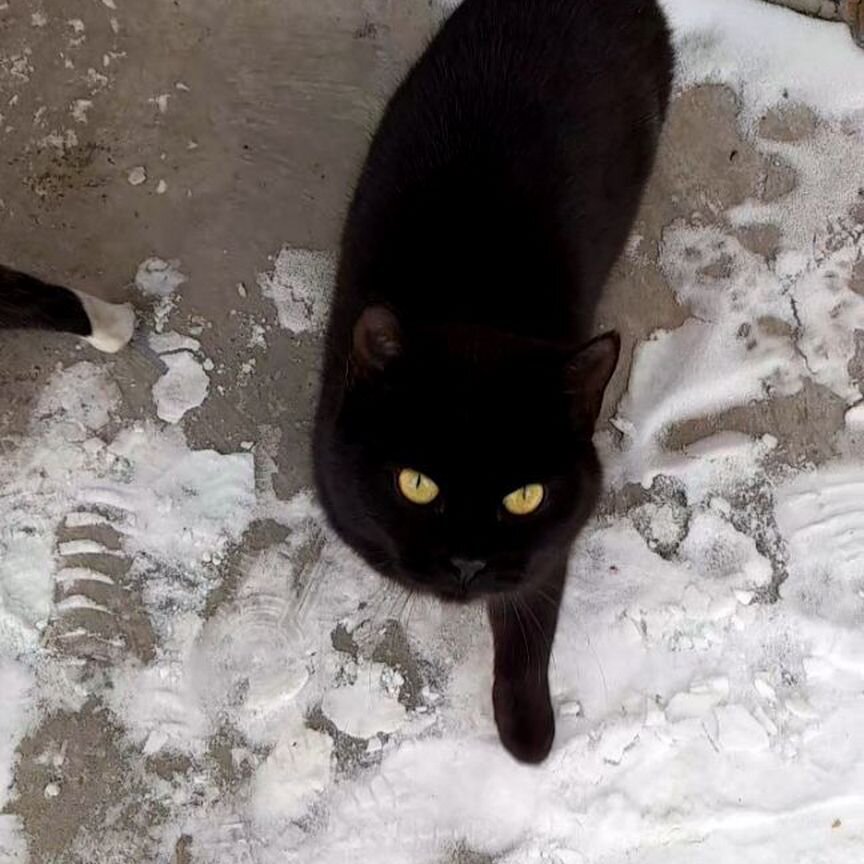 В добрые руки котик Салем