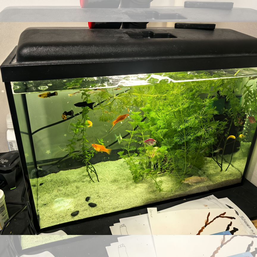 Аквариум с рыбками