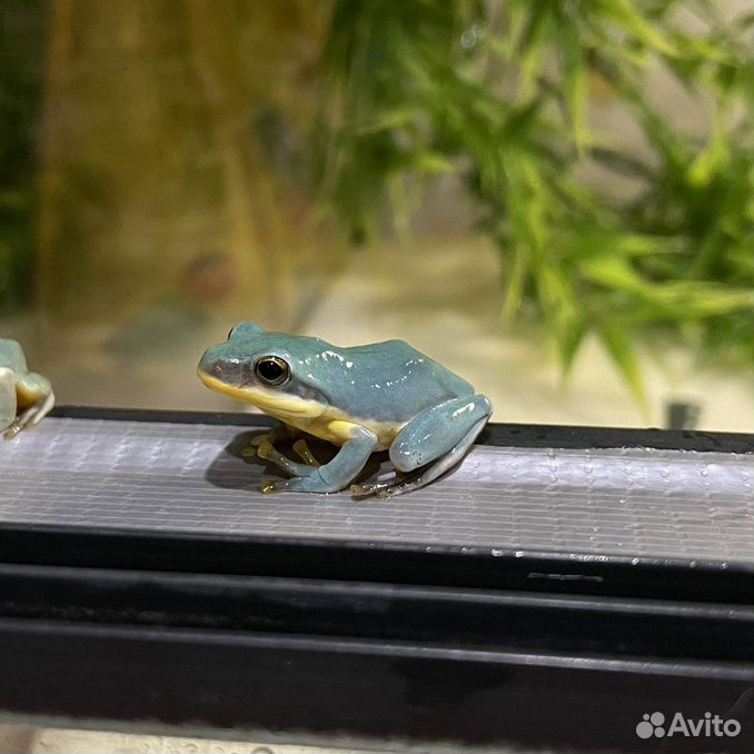 Исполинский веслоног