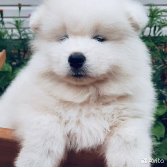 Белое облачко - самоед