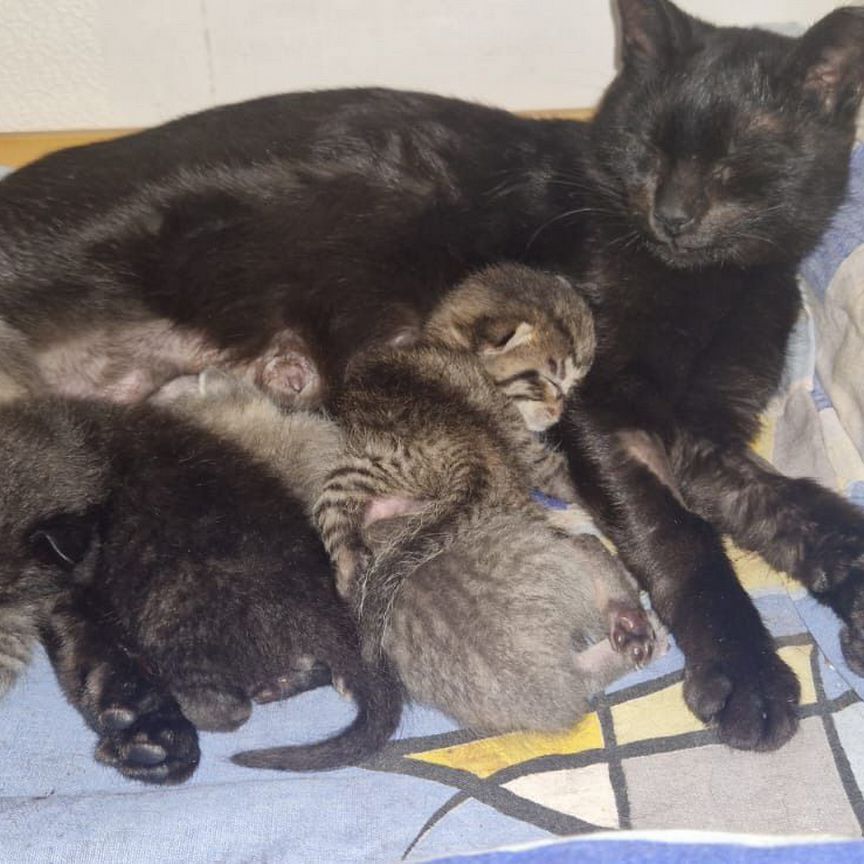 Кормящая кошка с котятами
