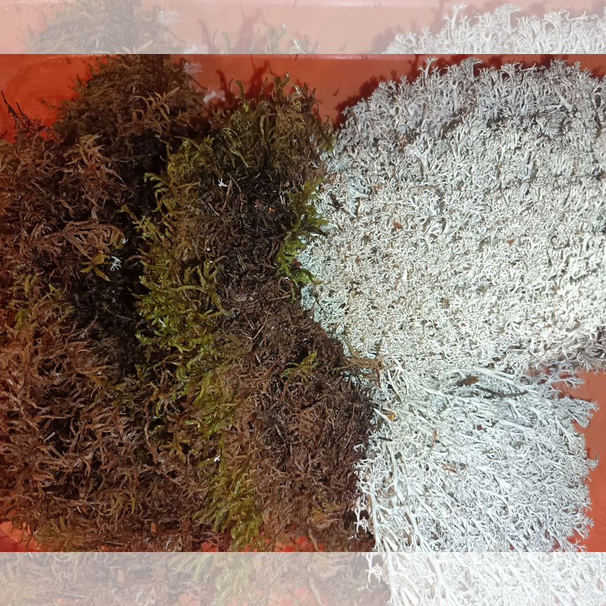 Мох, ягель, мел, кальцесмесь для улиток