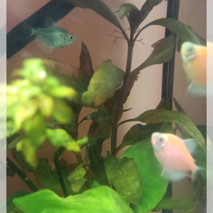 Рыбки тернеции