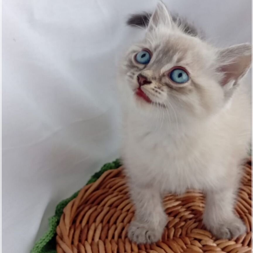 Котятки в добрые руки