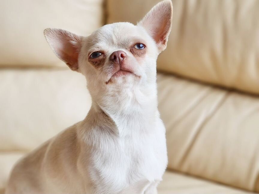 Подрощенный кобель чихуахуа допуск в разведение