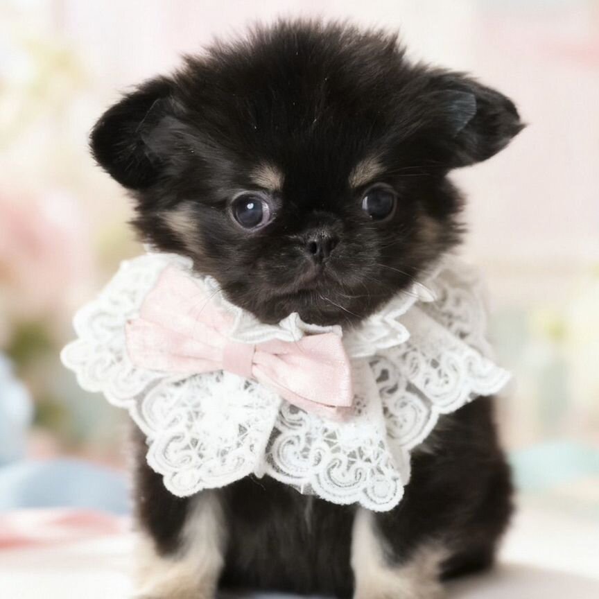 Чихуахуа, щенок