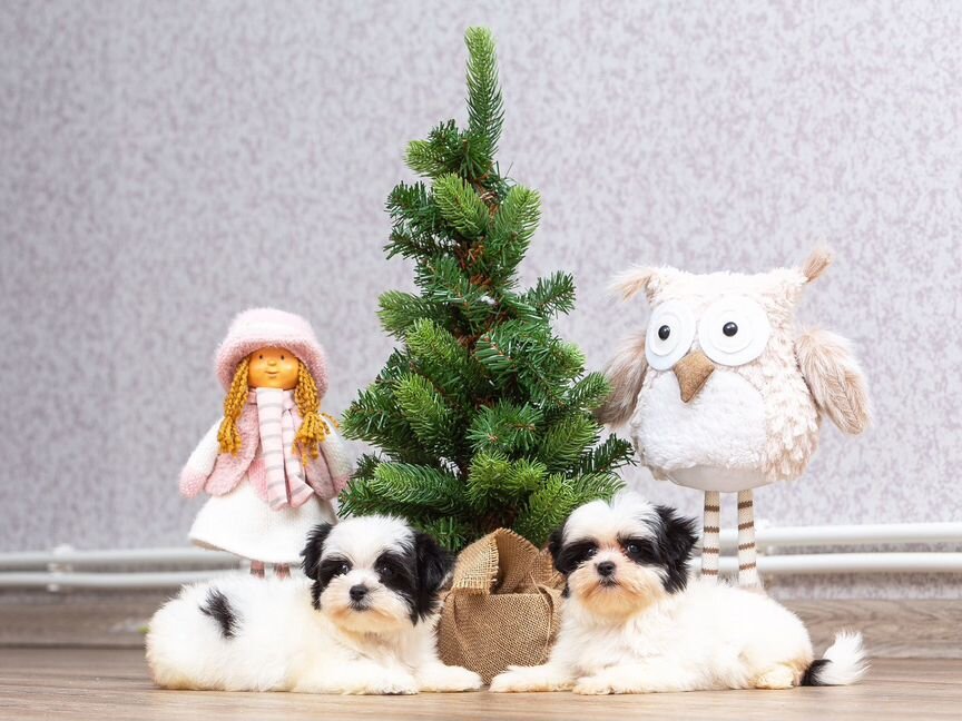 Цветные мальтипу