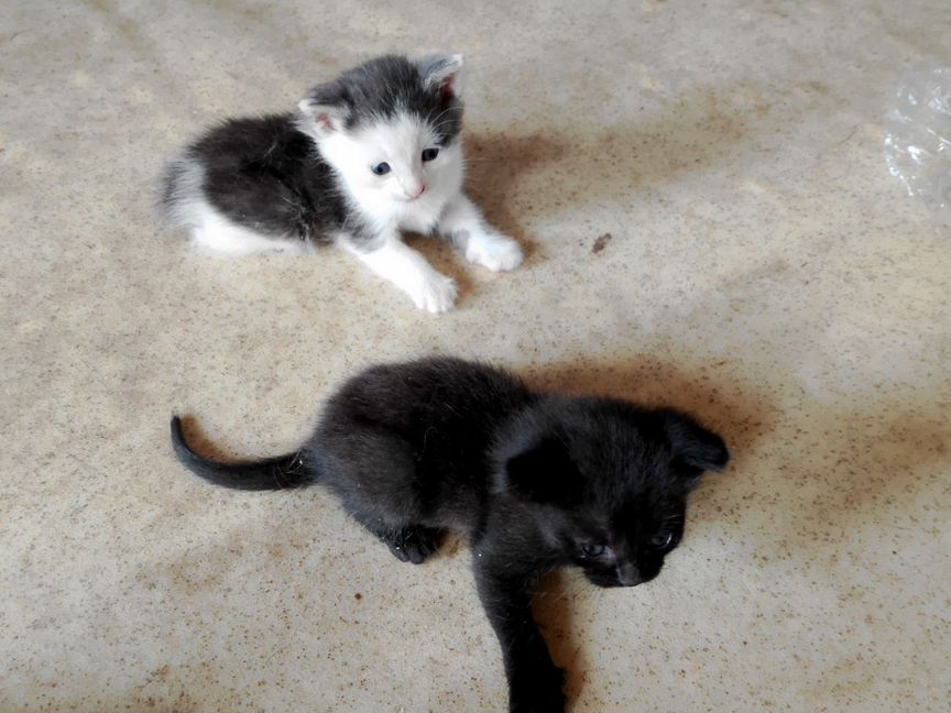 Котята