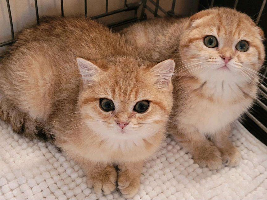 Шотландские Плюшевые котята Няшки-Милашки