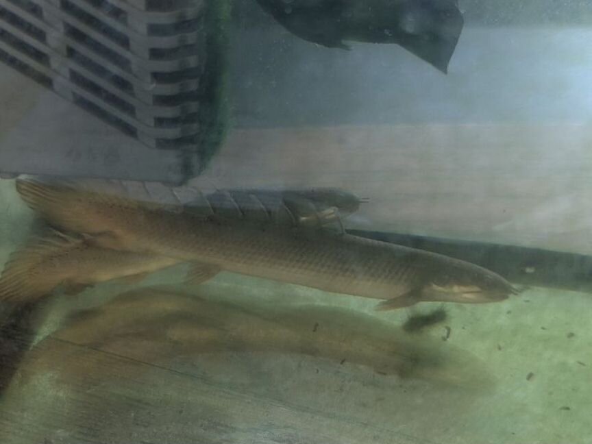 Полиптерус Сингальский