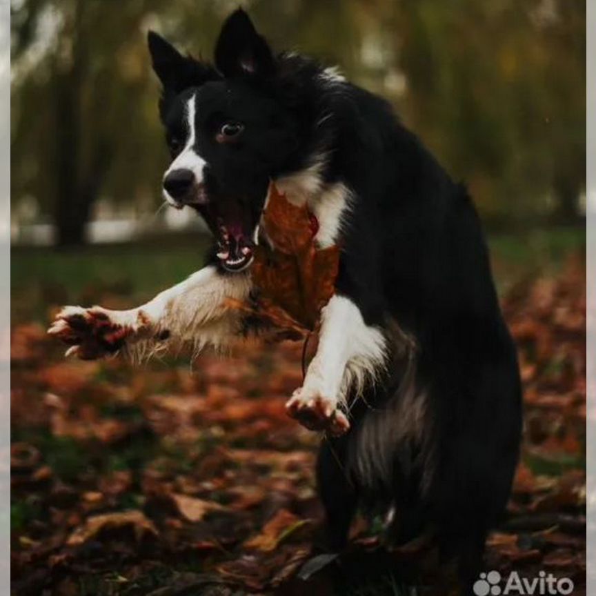 Бордер-колли, взрослая собака