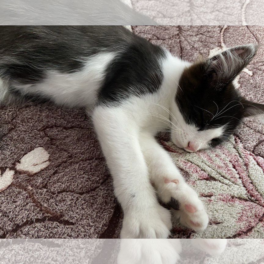 Котёнок
