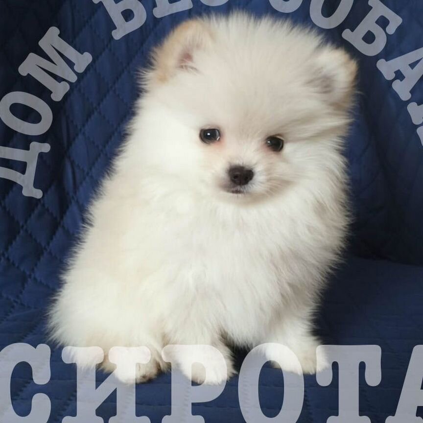 Померанский шпиц, щенок