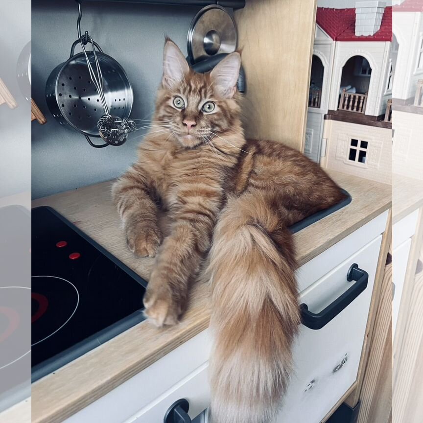 Мейн-кун, кот вязка