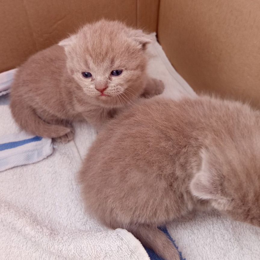Шотландский вислоухий короткошёрстный котёнок