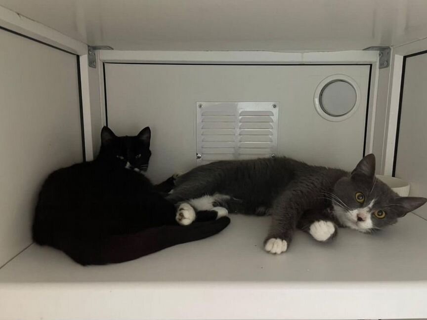 Котята в дар