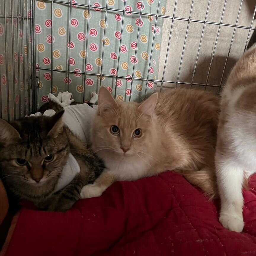 2 кота и кошка в добрые руки